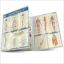Anatomy 2 - Reference Guide: a QuickStudy Reference Tool (Quick Study ...