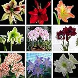 Amarillis - Bulbi - Conoscere l'Amarillis