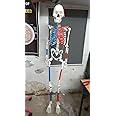 Human Skeleton Model 153 centimeters (5 feet) Multi Color : Amazon.in ...