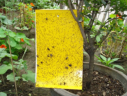 Buy 20 Pack Dual-Sided Yellow Sticky Traps Fly Traps Paper Stickers for ...