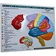 Brain Model & Puzzle: Anatomy & Functional Areas of The Brain (Norton ...