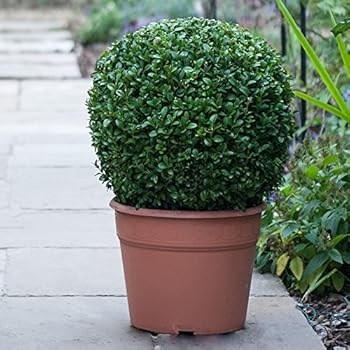 2X LARGE MATCHING BUXUS BOX BALL PLANTS - ROUND TOPIARY BALLS - 7L ...