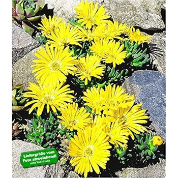 BALDUR-Garten Bodendecker winterharte Bergsandblume, 3 Pflanzen ...