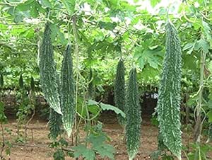 Seed Stores: 15 Seeds Of High Yield Bitter Gourd Pali F1 Hybrid Green ...