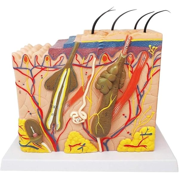Anatomical Models Fold Enlarged Anatomical Skin Layer Structure Model ...