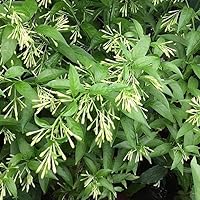 FloraPlax Raat Ki Rani, Raat Rani, Night Blooming Jasmine Plant With ...