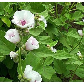 Indian Mint Satureia douglasii mint scented trailing herb basket plant ...