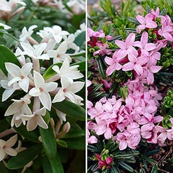 Daphne x transatlantica Pink Fragrance, Daphne Plant in 9 cm Pot ...
