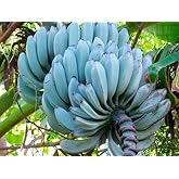 Growing Plants Live Plant Blue Java Banana/Ice Cream Kela Banana All ...