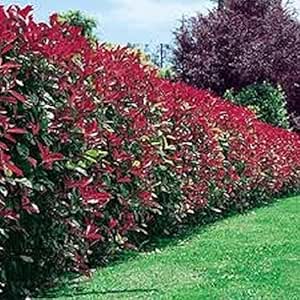LOT OF 5 PHOTINIA RED ROBIN HEDGING PLANTS 4.5-5 FOOT TALL 2 LT SIZED ...