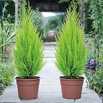 Cupressus Macrocarpa - Goldcrest - Lemon Scented Conifer 10.5cm pots ...