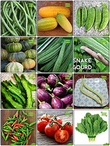 Creative Farmer Seeds Combo Vegetable Seeds Cowpea Vj Cucumber Sambar ...