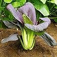 Cabbage Chinese Red Pak Choi 80 Seeds + Plant tag + Freebie - Inferno ...