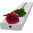 InterRose | Single Red Rose (large headed) Stem presented in a ...