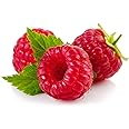 Fruit Plants - Raspberry 'Cascade Delight' - 1 x Full Plant in a 2 ...