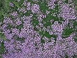 Creeping Thyme / Thymus serpyllum / 500 Seeds: Amazon.co.uk: Garden ...