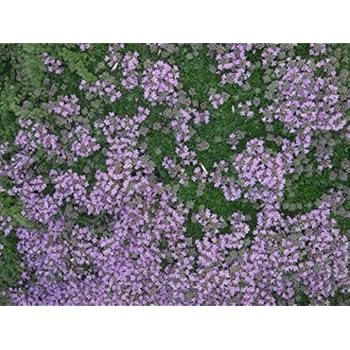 Indian Mint Satureia douglasii mint scented trailing herb basket plant ...