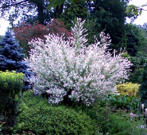 » Japanische Harlekinweide Hakuro Nishiki®. Stamm. 2 Stück