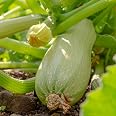 PREMIER SEEDS DIRECT - Italian COURGETTE - Tondo CHIARO DI Nizza - 35 ...