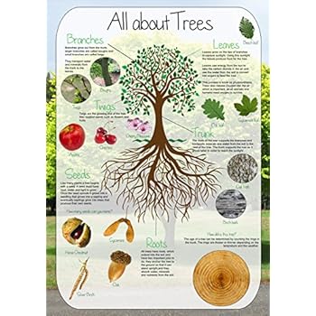 British Trees Nature Poster - Paper Laminated (A2 Size 42 x 59.4 cm ...
