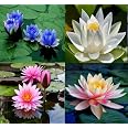 Lotus Mix Flower Seeds (Pack Of 20 Seeds) - All Mix Colors… Growing ...