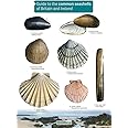 Guide to the Common Seashells of Britain and Ireland: Amazon.co.uk ...