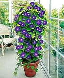 BALDUR-Garten Trichterwinde 'Blue Hardy', 1 Pflanze Ipomoea indica ...