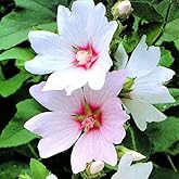 2 x Lavatera 'Barnsley' - Tree Mallow Plant - Both Arrive in 9cm Pots ...