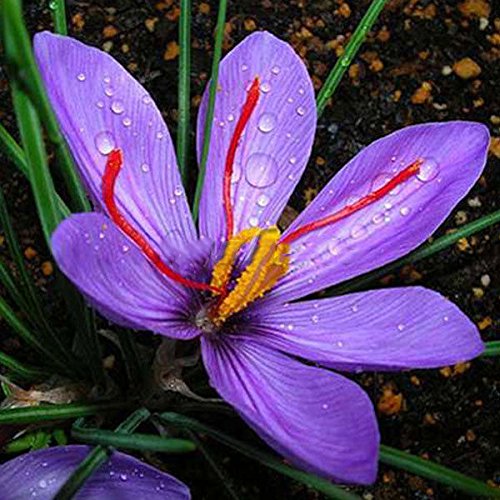 Crocus sativus : cultivez votre safran