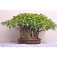 BeGrin Peepal Live Bonsai Plant Ficus religiosa Pupil Holy Fig Tree ...