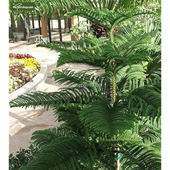 Norfolk Tanne - Zimmertanne - Araucaria Heterophylla - 180+cm Topf Ø ...