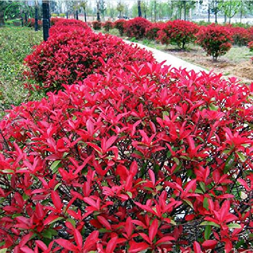 Le photinia, un arbuste persistant au feuillage rouge pour tous les jardins
