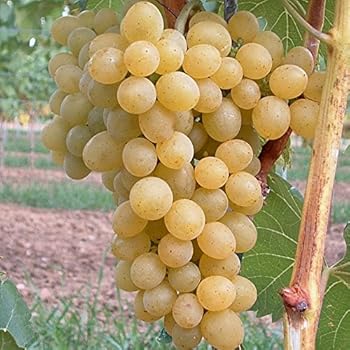 EXTREM Winterharte Weinrebe - Vitis labrusca 'Sukribe' - 60-80cm 2Ltr ...