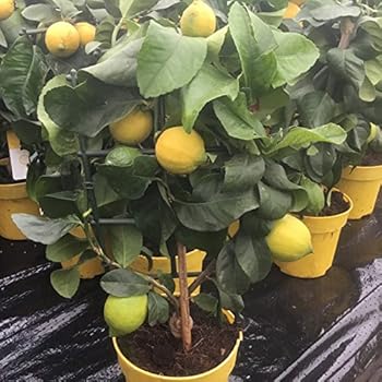 Mini Lemon Tree 25 cm - 1 tree: Amazon.co.uk: Garden & Outdoors