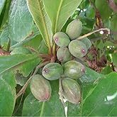 Golden Bloom 1 Live Hybrid Badam Tree Indian Almond Tree, Terminalia ...