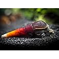 CU AQUATICS Lava Snail Cappuccino Spike Algae Eater Aquarium Tank Live ...