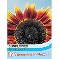 Sunflower Solar Eclipse F1 Hybrid Seeds Helianthus Flowers to Grow at ...