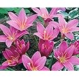 25 Hardy RAIN Lily-ZEPHRANTHES ROBUSTA-Dwarf Amaryllis Like Summer Flowers Hardy Perennial ...