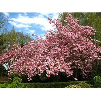 Große Schwarze Knorpelkirsche, Kirschbaum Buschbaum, Prunus avium ...