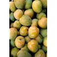 THE GREEN VIEW GARDENS Sweet Himsagar Mango Plant (Height 1.5-2 FT ...