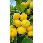 PAJUSDYASI- Hybrid Sweet Tropical Fruit Plant Red Babugosha/Nashpati ...