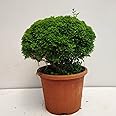 Go4plants Miniature Murraya Paniculata Plant live plant with pot ...
