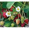 Strawberry Plug Plants 'Elan F1' Vegetable Garden Pack x6 : Amazon.co ...