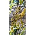 All Time Sweet Star fruit,Carambola, Kamranga "Grafted" Kamranga live ...