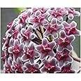 Hoya carnosa White - Porzellanblume - Wachsblume - 10 Samen : Amazon.de ...
