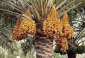 Modern Plants - Arabian Date/Khajoor/Khajur 11 Healthy Natural Seeds ...