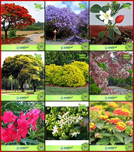 Creative Farmer Best Collection Combo Tree Seeds Jacaranda Mimosafolia ...