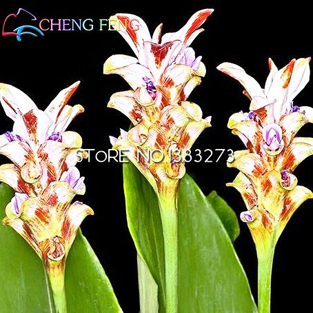 Curcuma comme plante d'ornement : culture, entretien