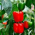 Pimiento Morrón Rojo Bell Pepper Seeds - Traditional Spanish Bell ...