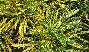 Eco-Shop Codiaeum Variegatum Punctatum Aureum Gold Dust Narrow Leaf ...